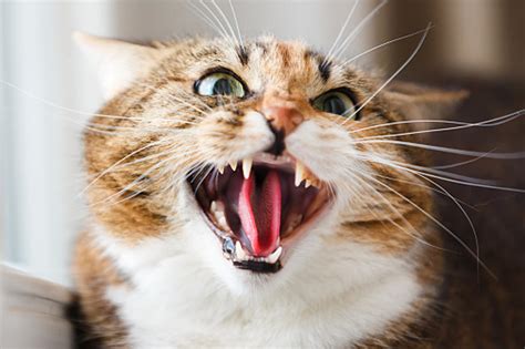 Cat Attacks Owner After Being Told It Needs To Go In Timeout