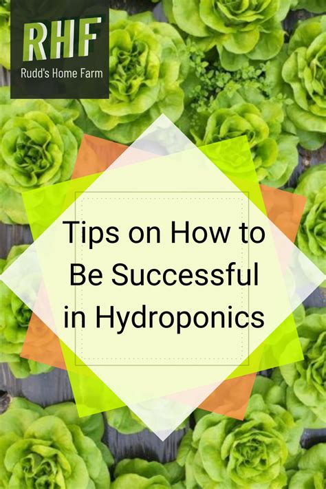 Guide To Hydroponic Pests And Diseases Artofit
