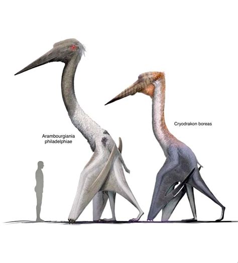 Pterosaurs Size