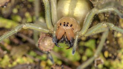 Yellow Sac Spiders 8 Facts Spider Pedia
