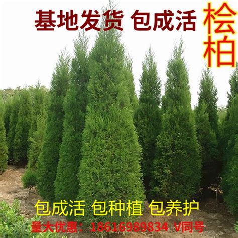 多肉花盆陶瓷紫砂微型小盆景盆云竹文竹菖蒲假山矮种兰花长方盆 虎窝淘