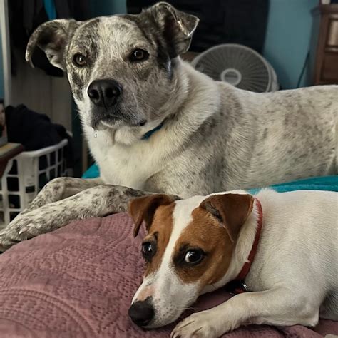 Josh Shields Youtube