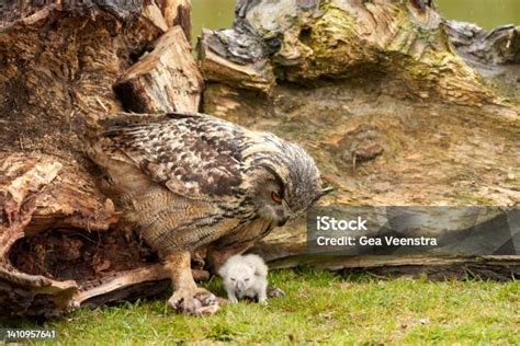 야생 유라시아 독수리 올빼미 자신의 둥지 외부 잔디에 흰 오래된 새가 어머니의 다리 사이에 앉아 있다고 말합니다 그들은 피 묻은 살 조각을 먹는다 닭에 대한 스톡 사진 및