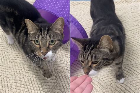 Cat Returned To Shelter After Just 4 Days Finally Finds True Forever Home Newsweek