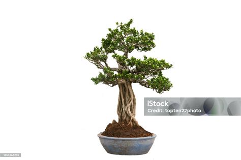 흰색 배경에 세라믹 냄비에 작은 분재 나무와 클리핑 경로 0명에 대한 스톡 사진 및 기타 이미지 0명 꽃 식물 나무