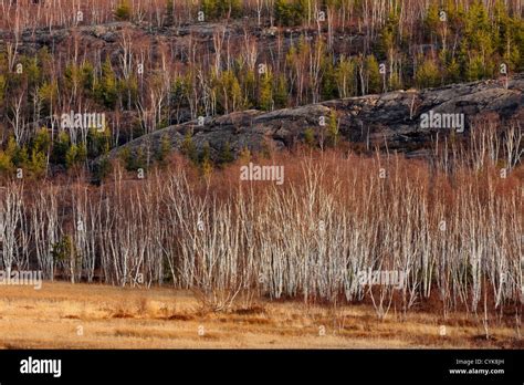 Birch Forest With Replanted Pine Trees Greater Sudbury Ontario