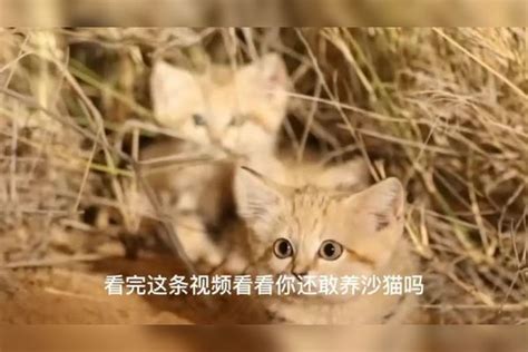 为何可爱呆萌的沙漠猫不能养把毒蛇当辣条吃看完你还敢养吗