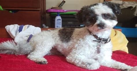 Quick Action Saves Injured Dog