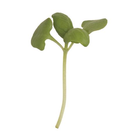Basil Genovese Organic Microgreen Seed Johnnys Selected Seeds