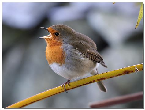 Singing Robin Birdforum