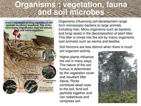 PPT An Introduction To Soils And Soil Terminology PowerPoint