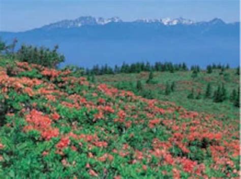 2 2 高ボッチ鉢伏山美ヶ原のレンゲツツジ 長野の観光旅行 All About