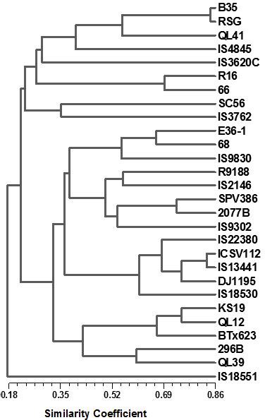 dendrogram constructed with unweighted paired group method using the