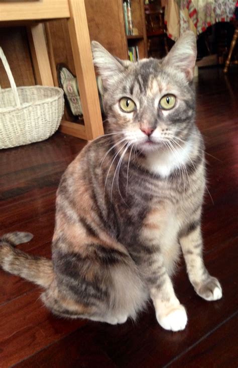 Luna The Tabby Calico Tabico