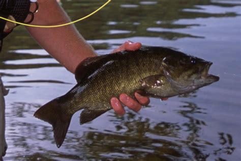 Smallmouth Bass Streams Fly Fishing Report September 9 2022 Murray