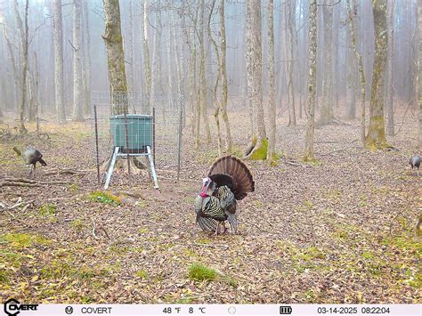 Covert Scouting Cameras Added A Covert Scouting Cameras