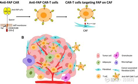 靶向实体瘤另辟蹊径：成纤维细胞激活蛋白fap Fap概述fap（fibroblast Activation Protein α）是一种97 Kda的ii型跨膜丝氨酸蛋 雪球