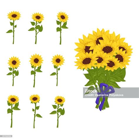 노란색 꽃잎과 줄기와 잎에 개별 식물이있는 해바라기 꽃의 밝은 꽃다발 자연의 요소 장식 및 디자인을위한 식물 휴일 선물 벡터 플랫 일러스트 레이 션 해바라기에 대한 스톡