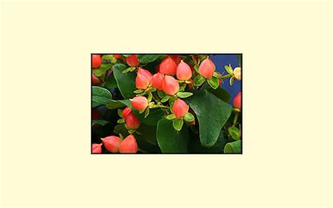Hypericum X Inodorum ‘kolmapuki Baltimore Maryland Landscape Design