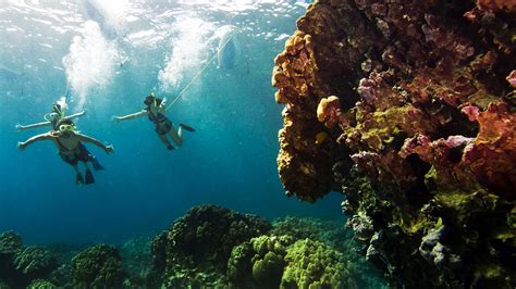 Snorkel North Big Island At Amy Beasley Blog