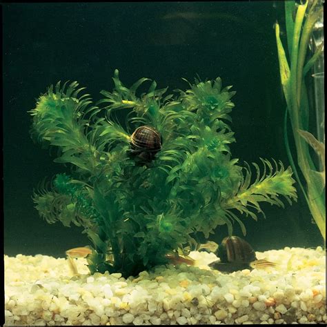 Elodea In Salt Water And Distilled Water