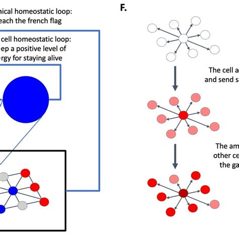 Description Of The General Scheme Of The Evolutionary System A