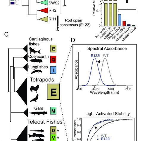 Natural Variation At Site 122 Determines Rhodopsin Function And Download Scientific Diagram