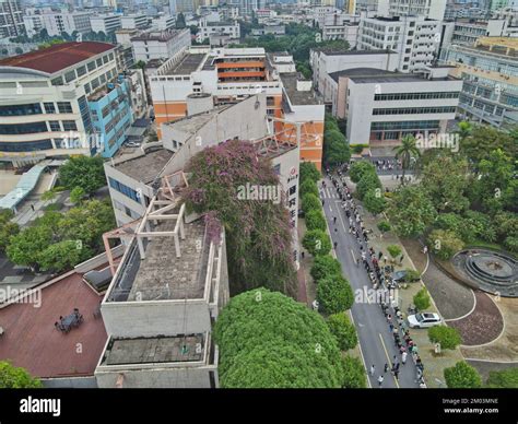 Nanning China December A Meter High Bougainberry Is In