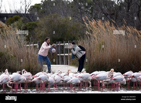 Female Tourists Posing With The Pink Flamingos In The Ornithological