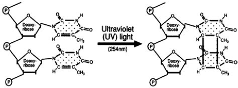 The Formation Of A Thymine Cyclobutane Dimer In Response To UV Light