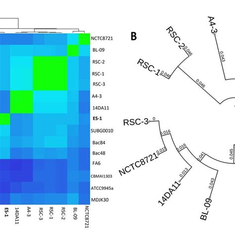 Genomic Diversity In Bacillus Paralicheniformis Strains A The Strain