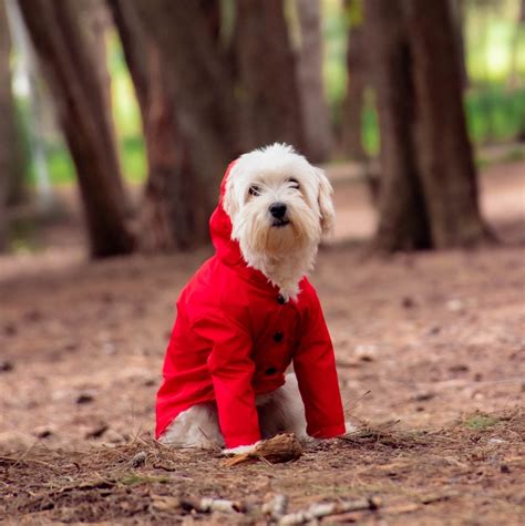 Vêtements Accessoires Pour Chiens et Chats Chill Lit