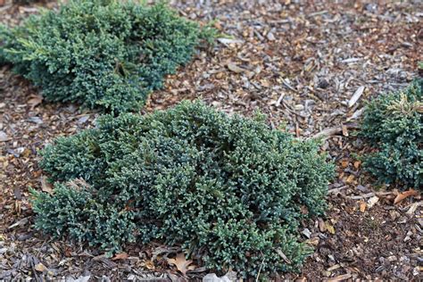 How To Grow And Care For Blue Star Juniper