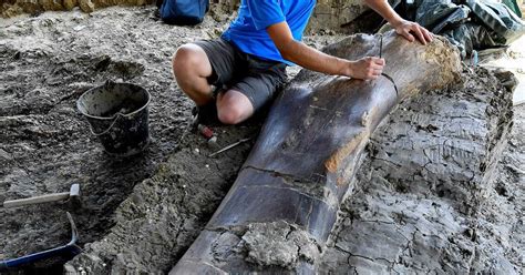 Un colossal os de dinosaure découvert en Charente