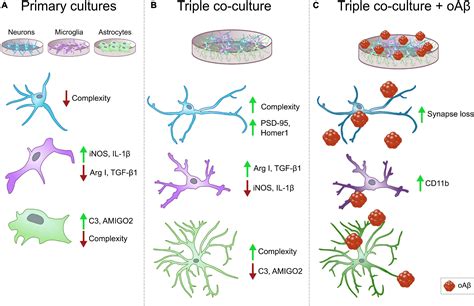 Frontiers A Neuron Microglia And Astrocyte Triple Co Culture Model