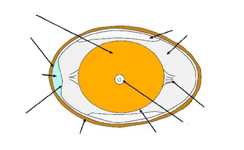 Egg Anatomy Identification Diagram Quizlet