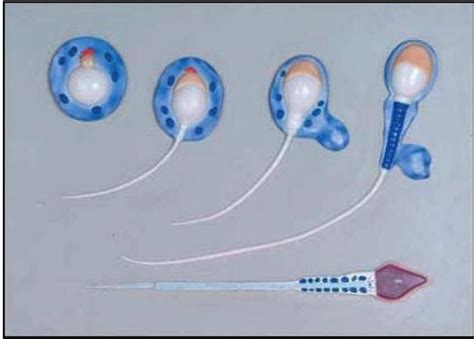 Spermiogenesis Diagram Quizlet