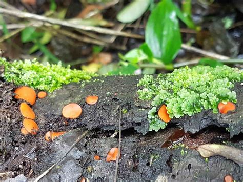 Scutellinia Sp Reserva Rio Das Furnas