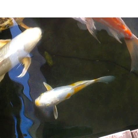 Koi Types Varieties Colors Feeding Nutrition Growth Artofit