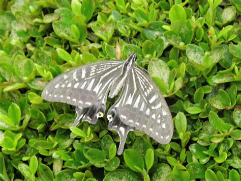 ナミアゲハ蝶 山野草植物めぐり