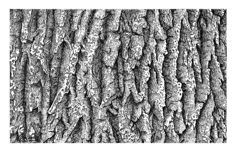 Bark Texture Study Me Pen And Ink 2019 R Art