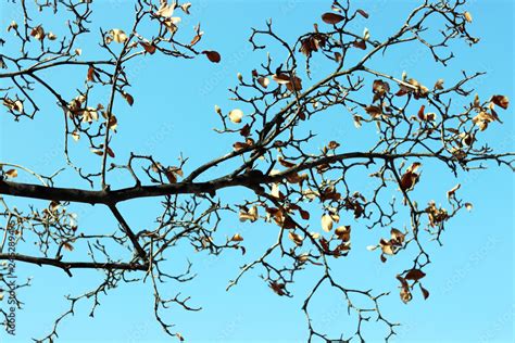 Trees Naked Of Leaves Stock Photo Adobe Stock