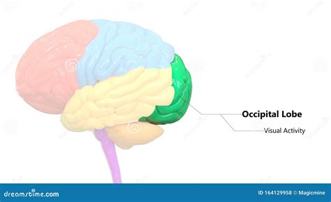 Central Organ Of Human Nervous System Brain Lobes Occipital Lobe