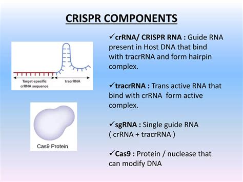Crispr Cas9 Technique Pptx