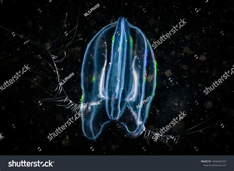 Ctenophora Comb Rows