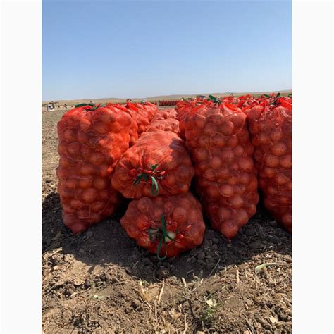 Продам лук оптом — Agro Kazakhstan