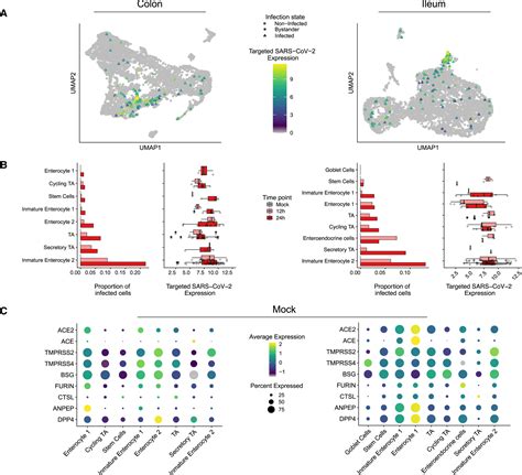 Singlecell Analyses Reveal SARSCoV2 Interference With Intrinsic