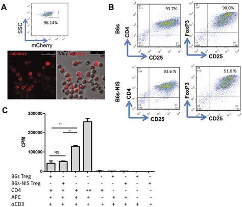 Tregs Transduced With Nis Maintained Their Phenotype And Suppressive