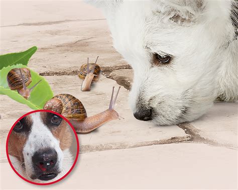 Lungworm Advice Sandbeck Veterinary Centre Wetherby Vets