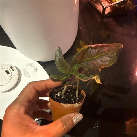 Handmade Princess Inspired Macrame Cover Dress Adjustable From Size 0